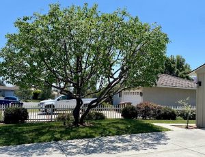 Quick Guide To Watering Orange Trees (Plus Signs of Over Watering)
